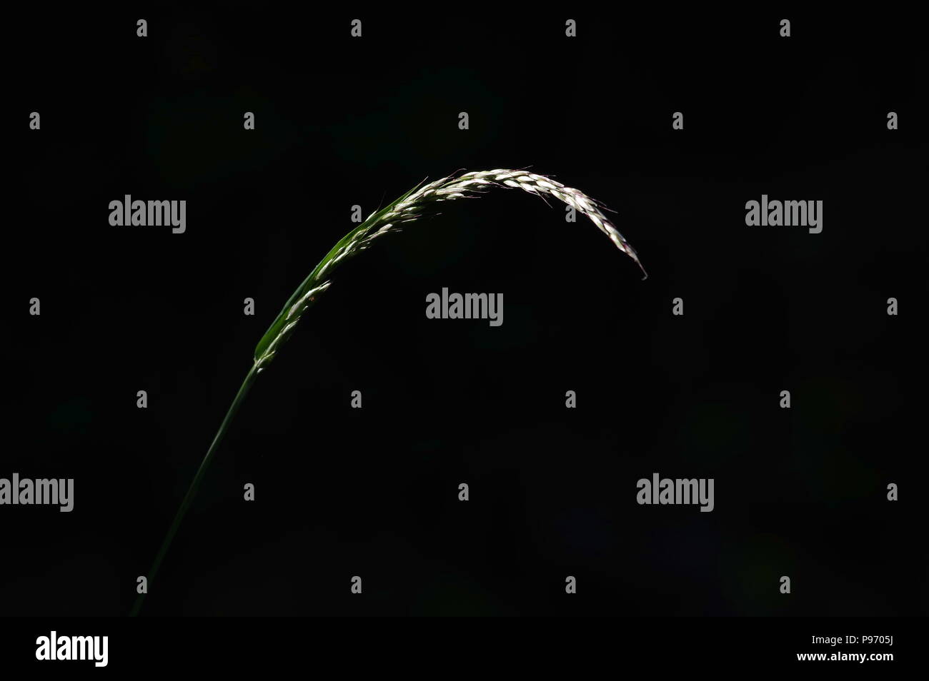 Grass seeds on black background Stock Photo - Alamy