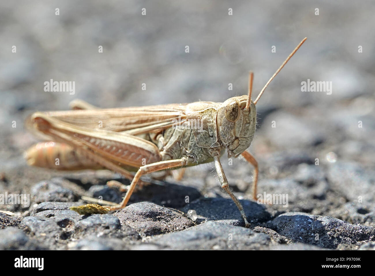 Grasshopper sitting on the ground hi-res stock photography and images ...