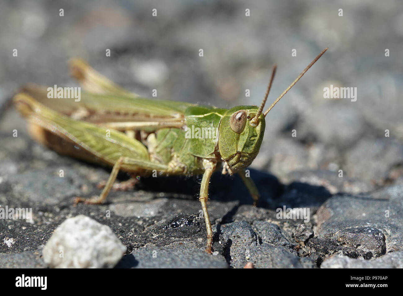 Closeup image of a Grasshopper sitting on the ground Stock Photo - Alamy