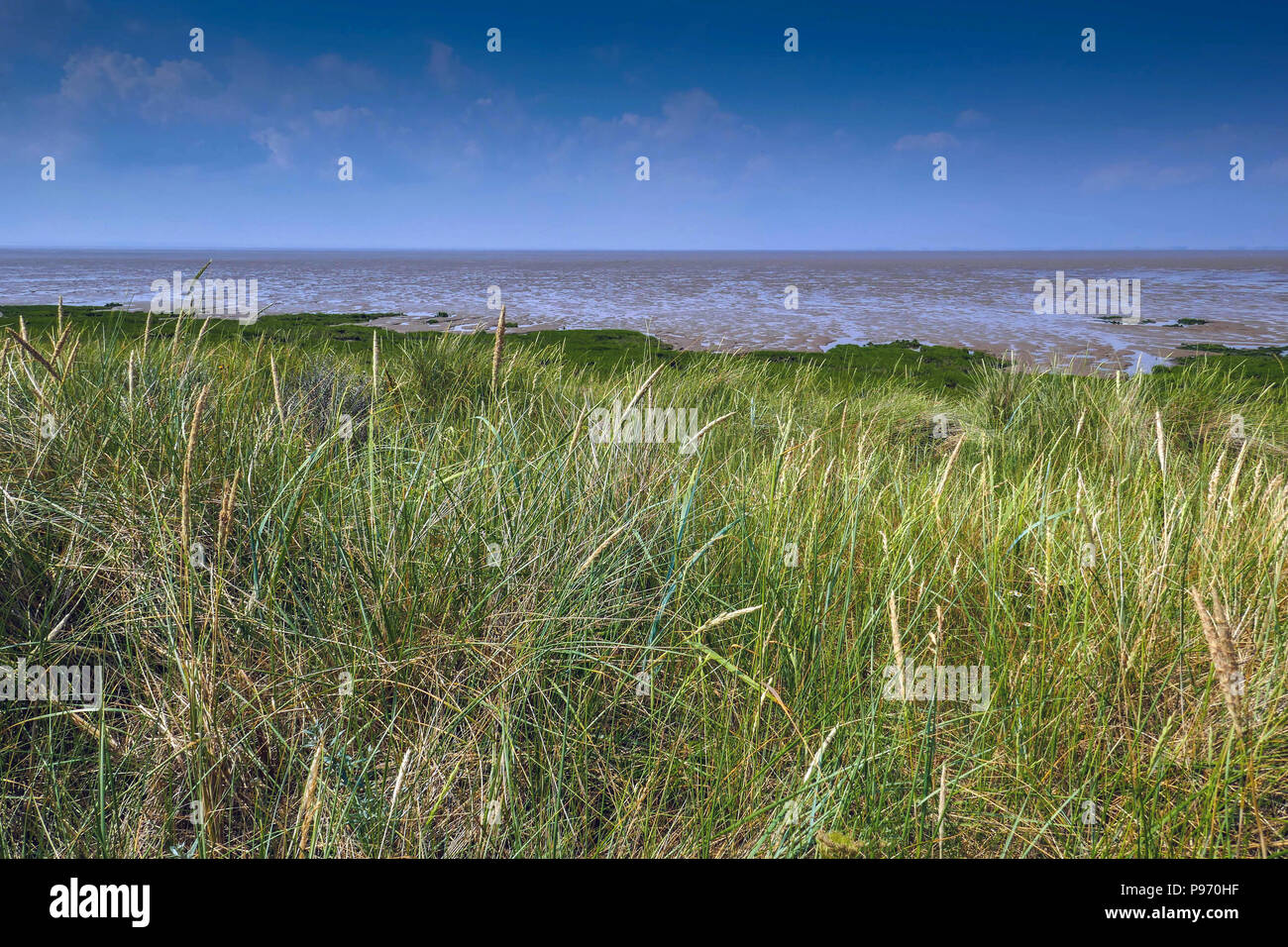 Dog rose and mudflats, Humber Estuary, Spurn Head, Spurn Point, sand ...