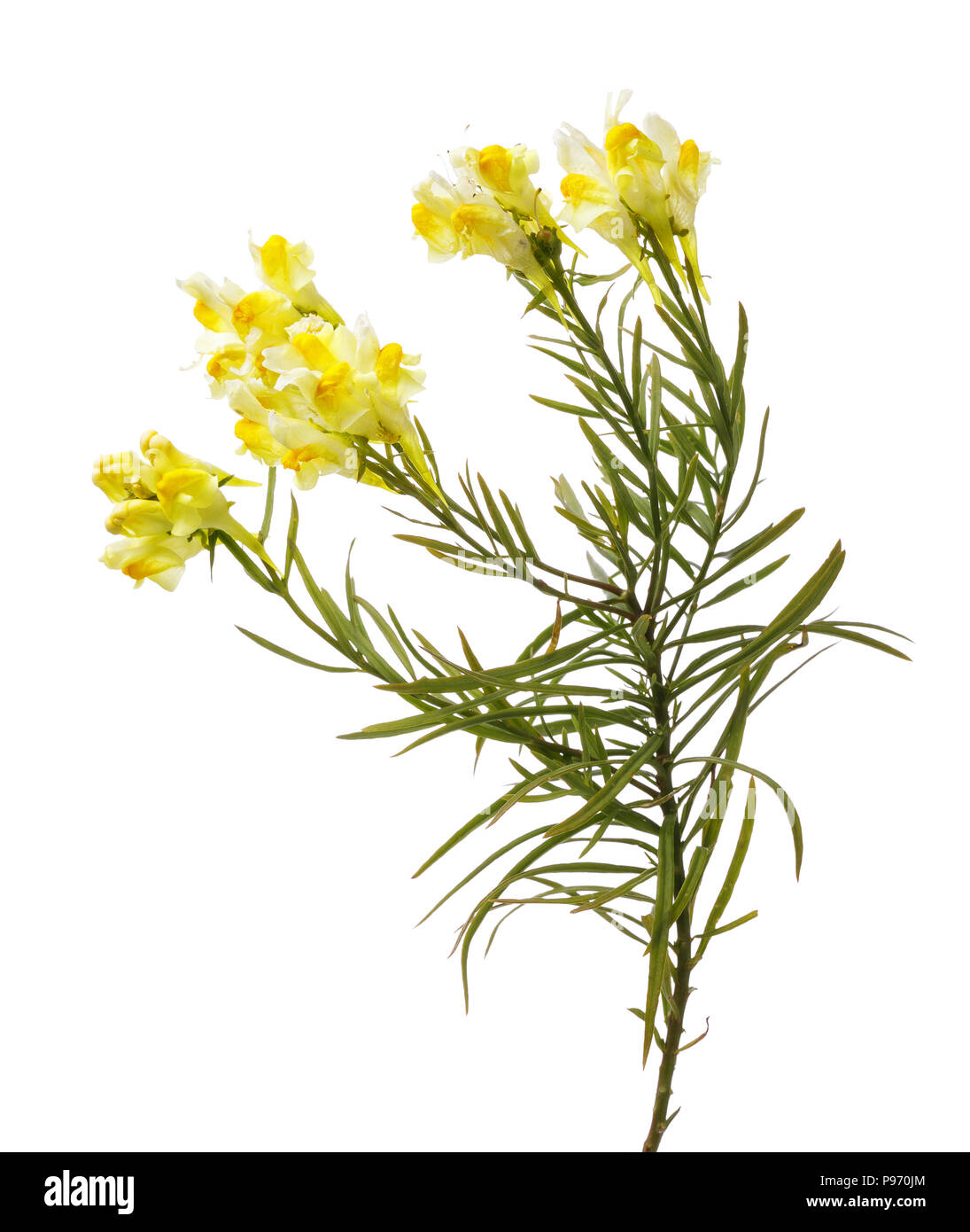 Field flower Linaria it is isolated on a white background, closeup ...