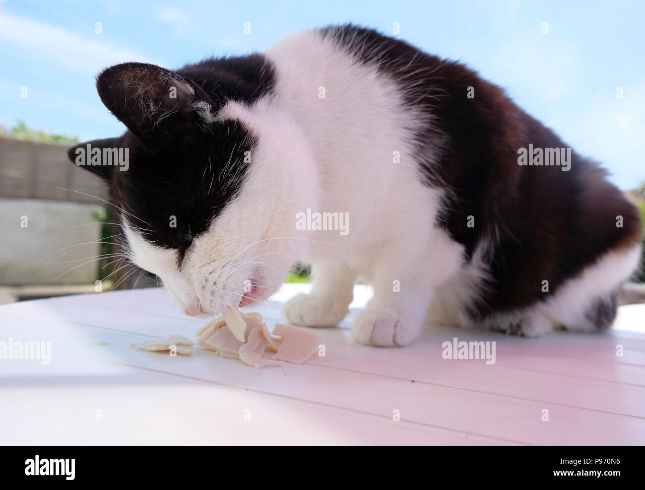 White cat eating hi-res stock photography and images - Alamy