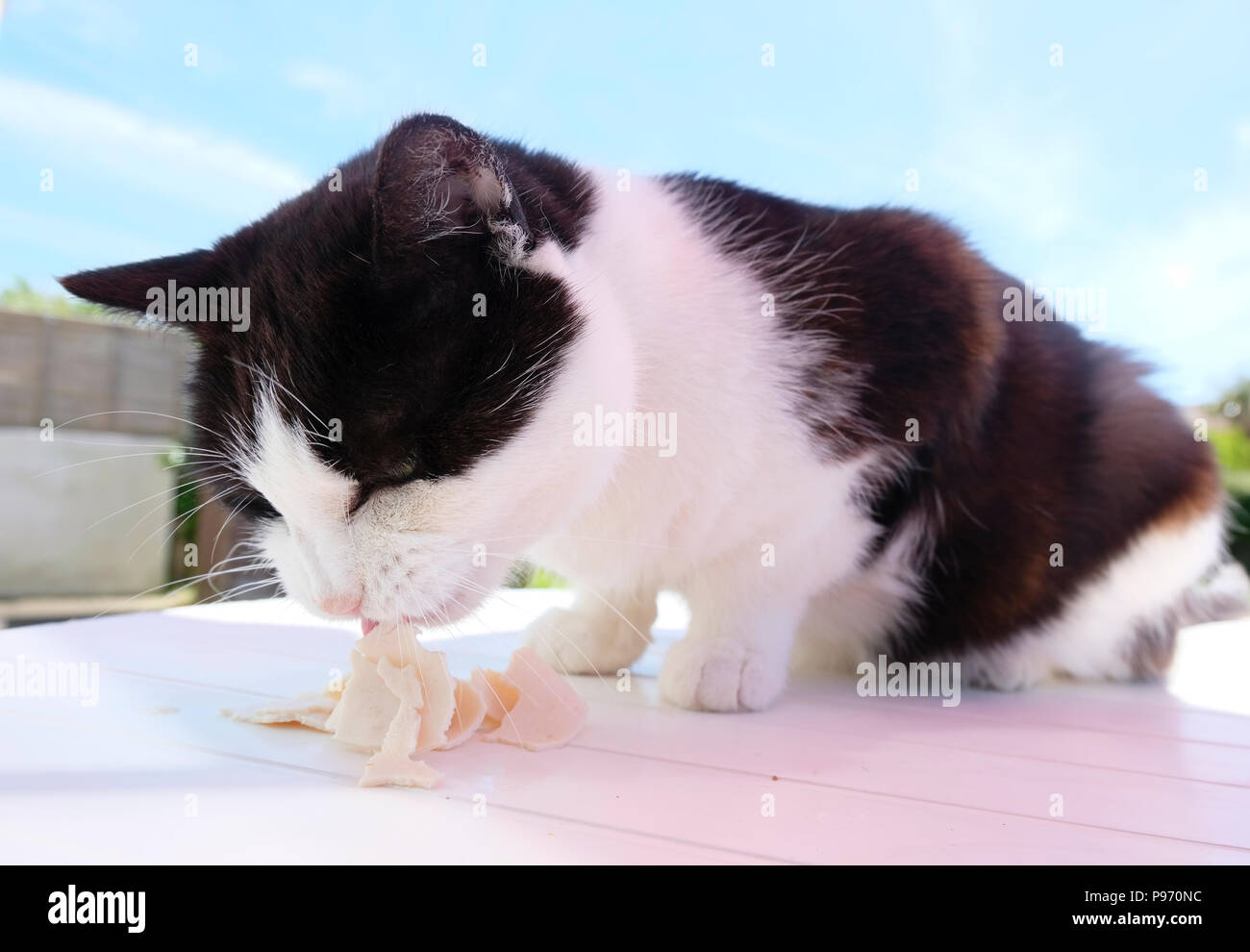 Adult Black and White Cat eating slices of chicken roll outdoors ...