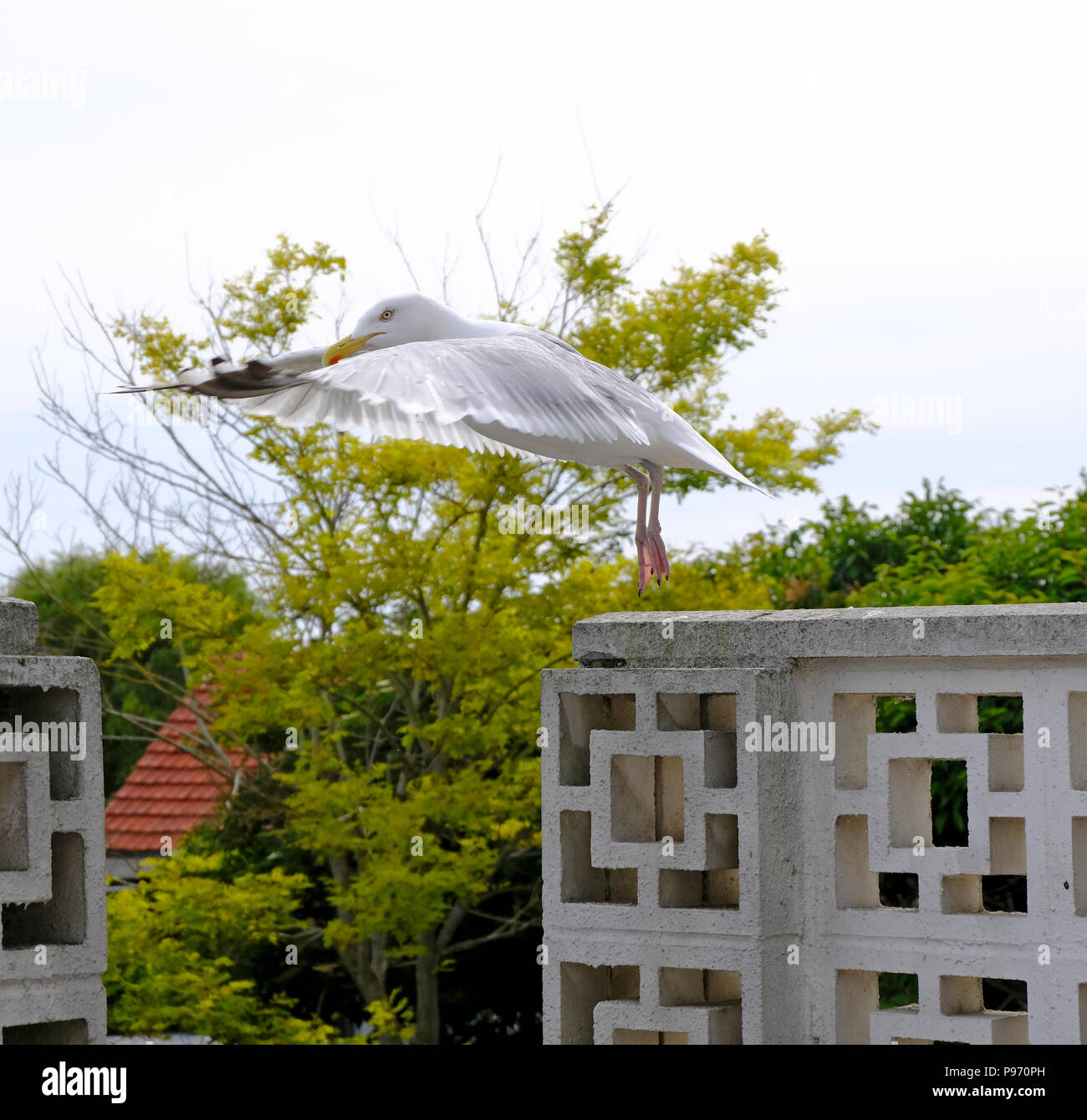 Hover jump hi-res stock photography and images - Alamy