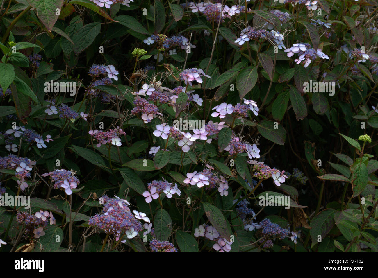 Hydrangea bush in flower Stock Photo - Alamy
