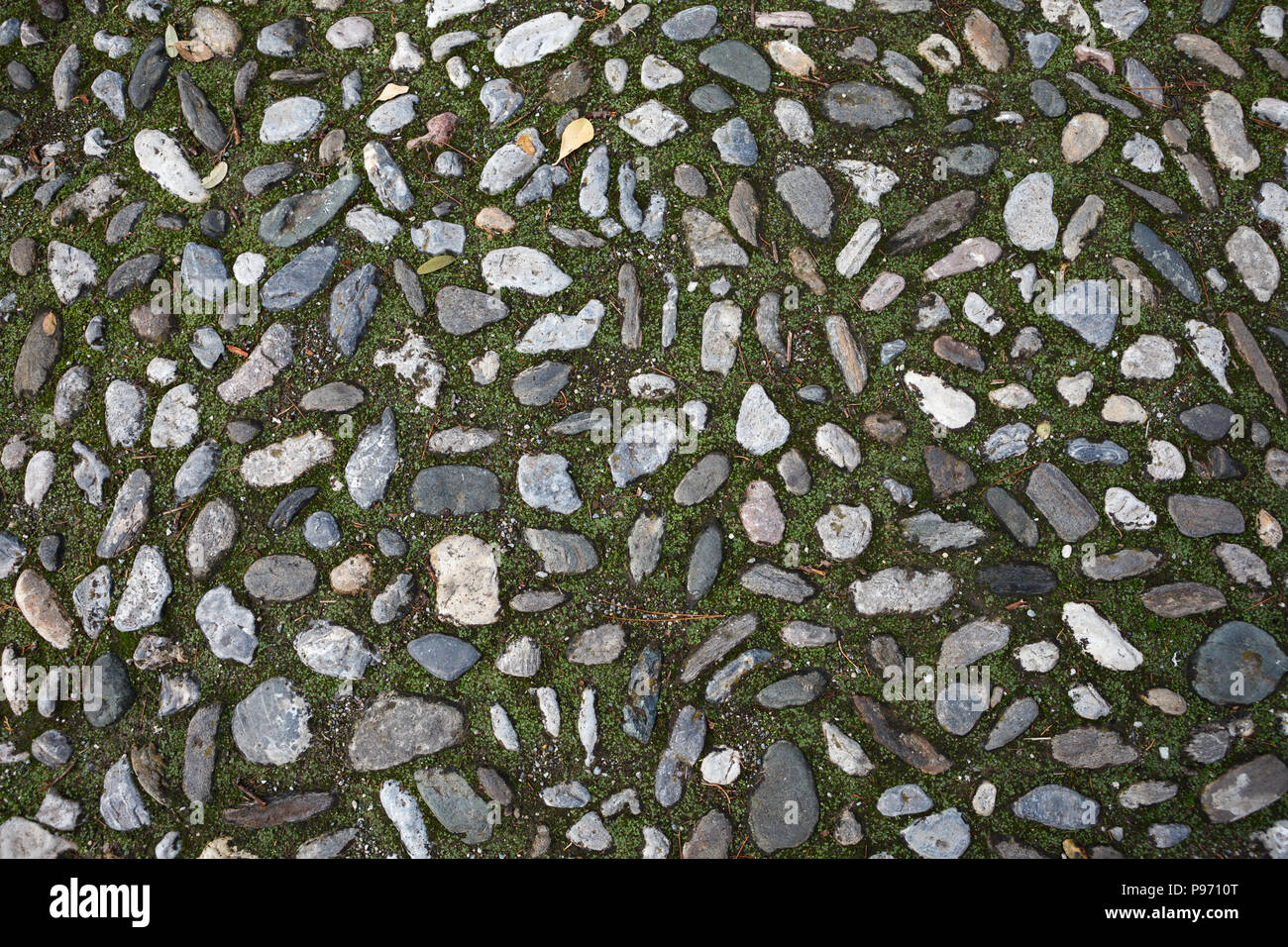 The texture of the old pavement of randomly laid cobblestones with moss ...