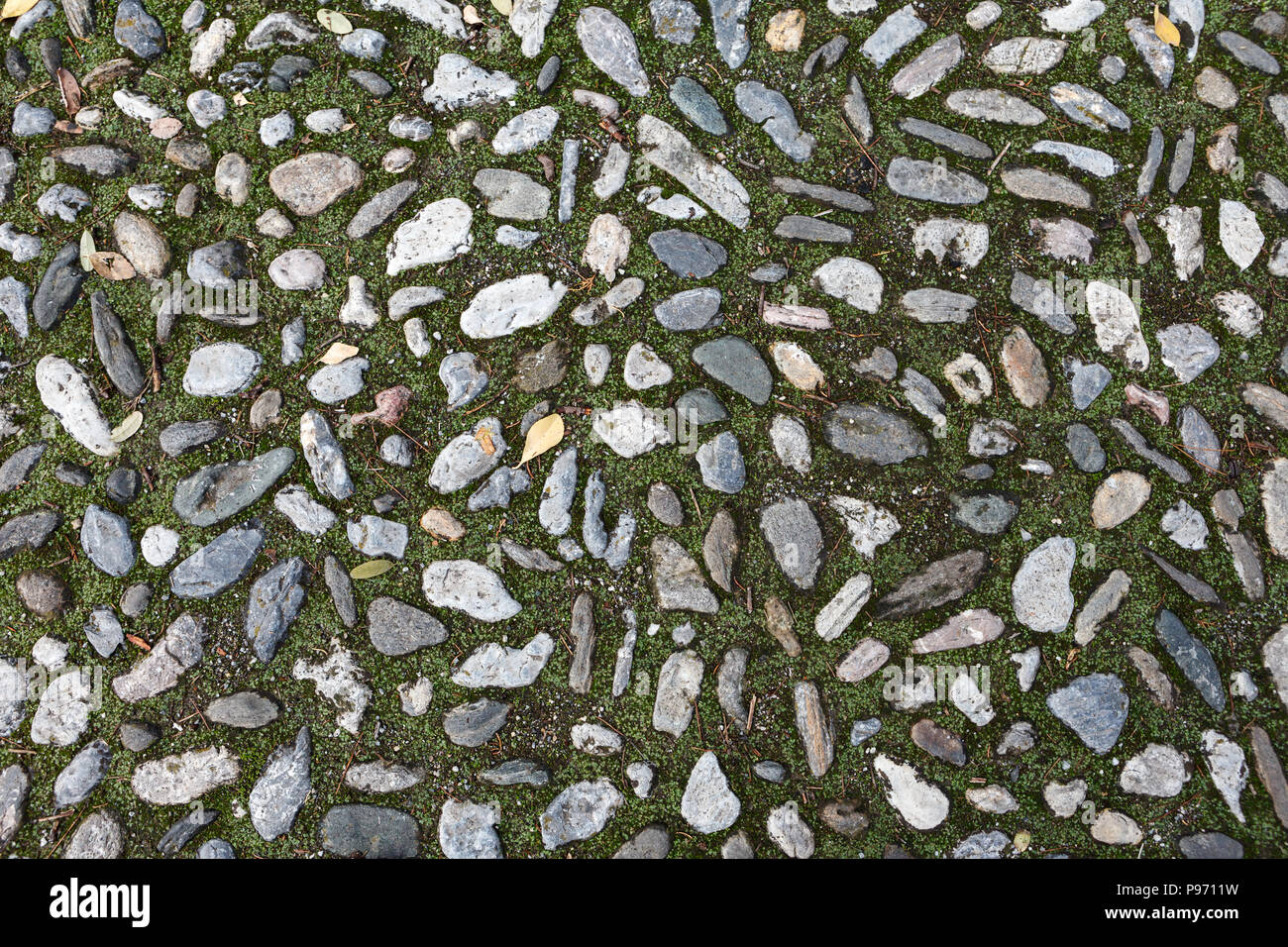 The texture of the old pavement of randomly laid cobblestones with moss ...