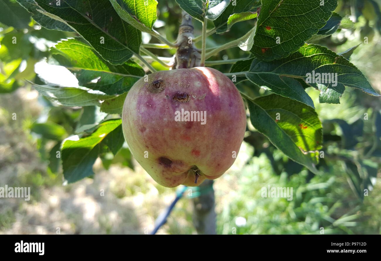 Weather damaged apples hi-res stock photography and images - Alamy