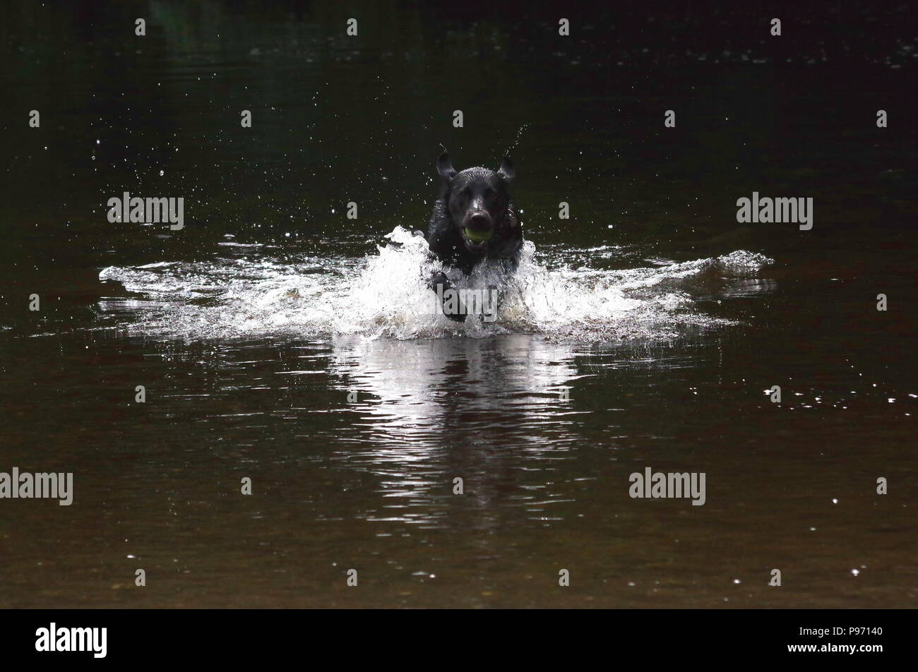Black labrador running in water Stock Photo - Alamy
