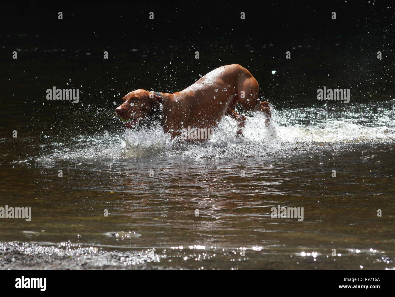 Weimeraner running in water Stock Photo - Alamy