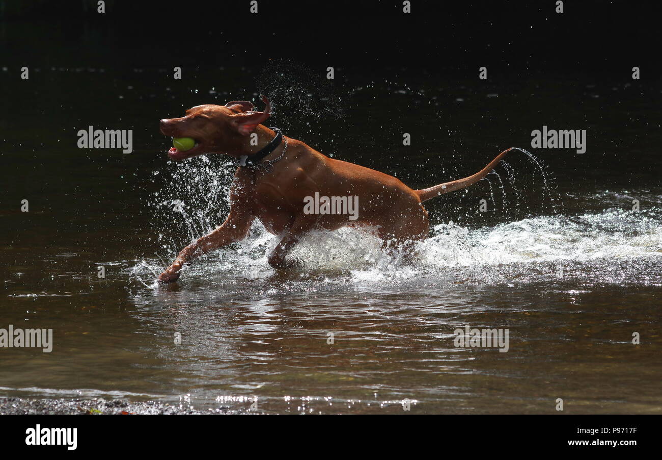 Weimeraner running in water Stock Photo - Alamy