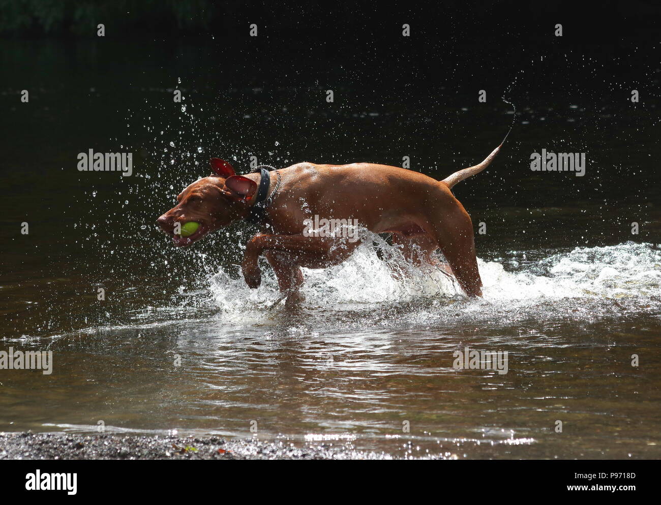 Weimeraner running in water Stock Photo - Alamy