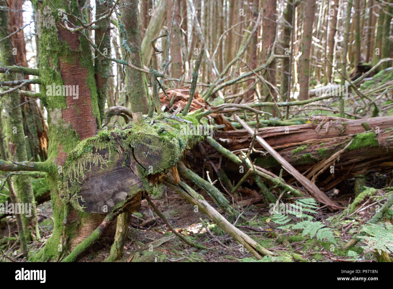 Old and decaying log hi-res stock photography and images - Alamy
