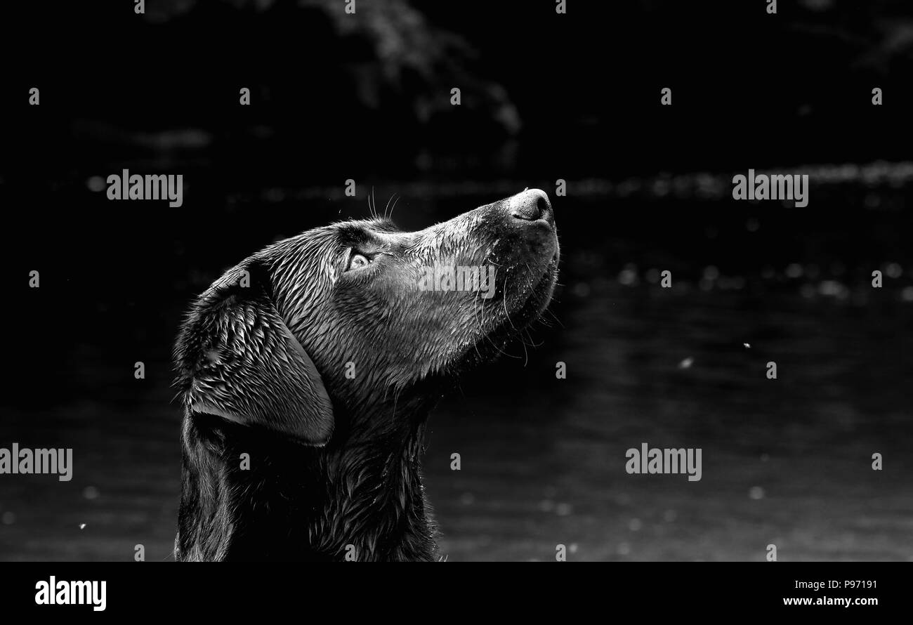 Patiently Black and White Stock Photos & Images - Alamy