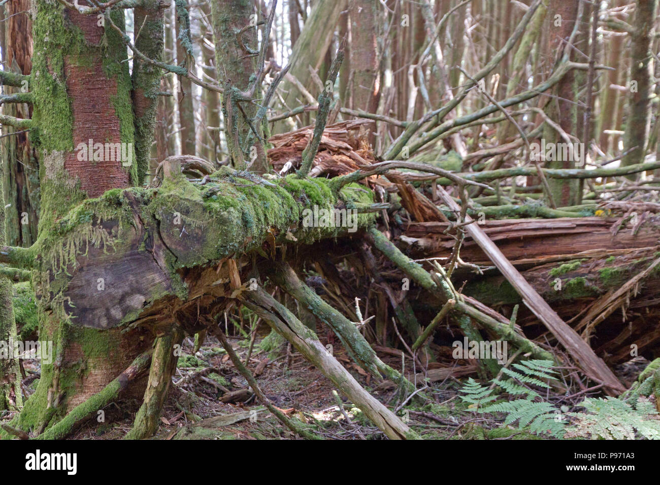 Old and decaying log hi-res stock photography and images - Alamy