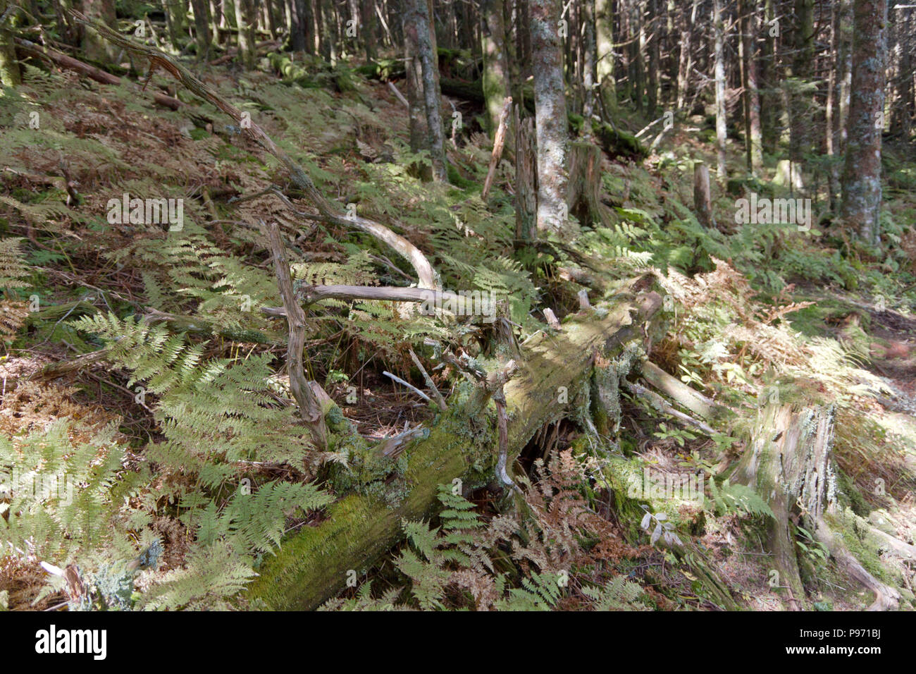 Old and decaying log hi-res stock photography and images - Alamy