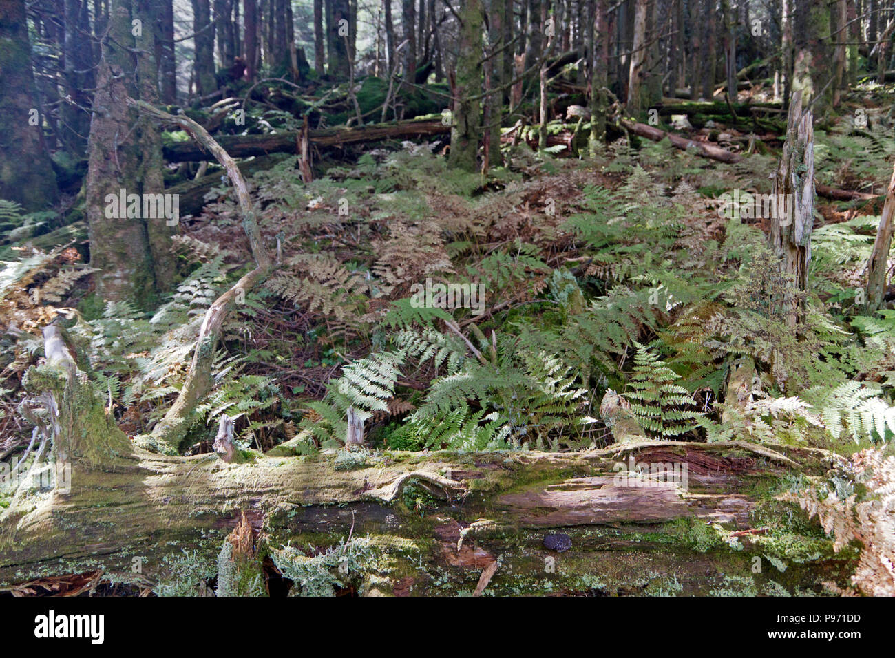 Diverse ecosystem forest hi-res stock photography and images - Alamy