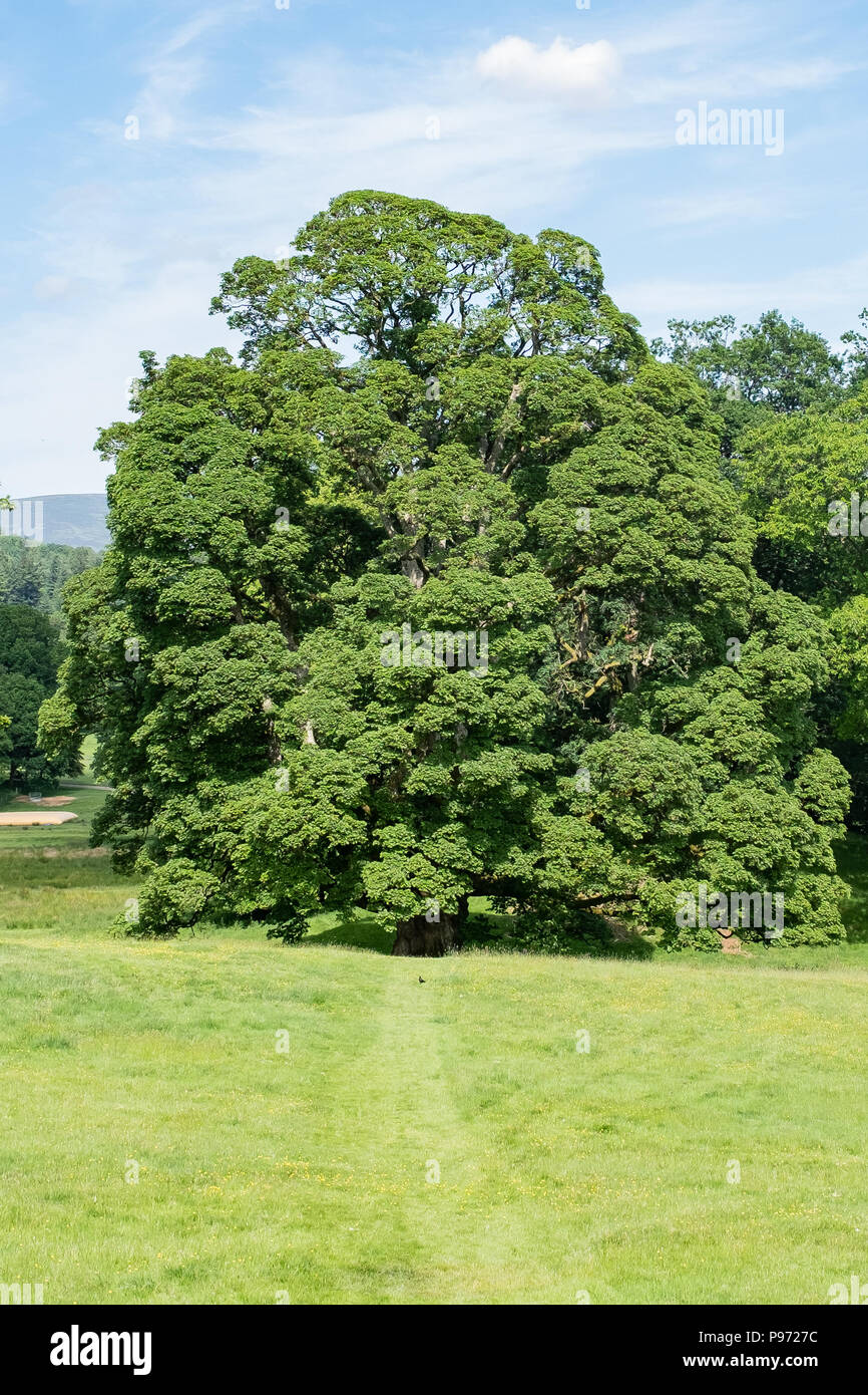 large sycamore tree on a summers day Stock Photo - Alamy