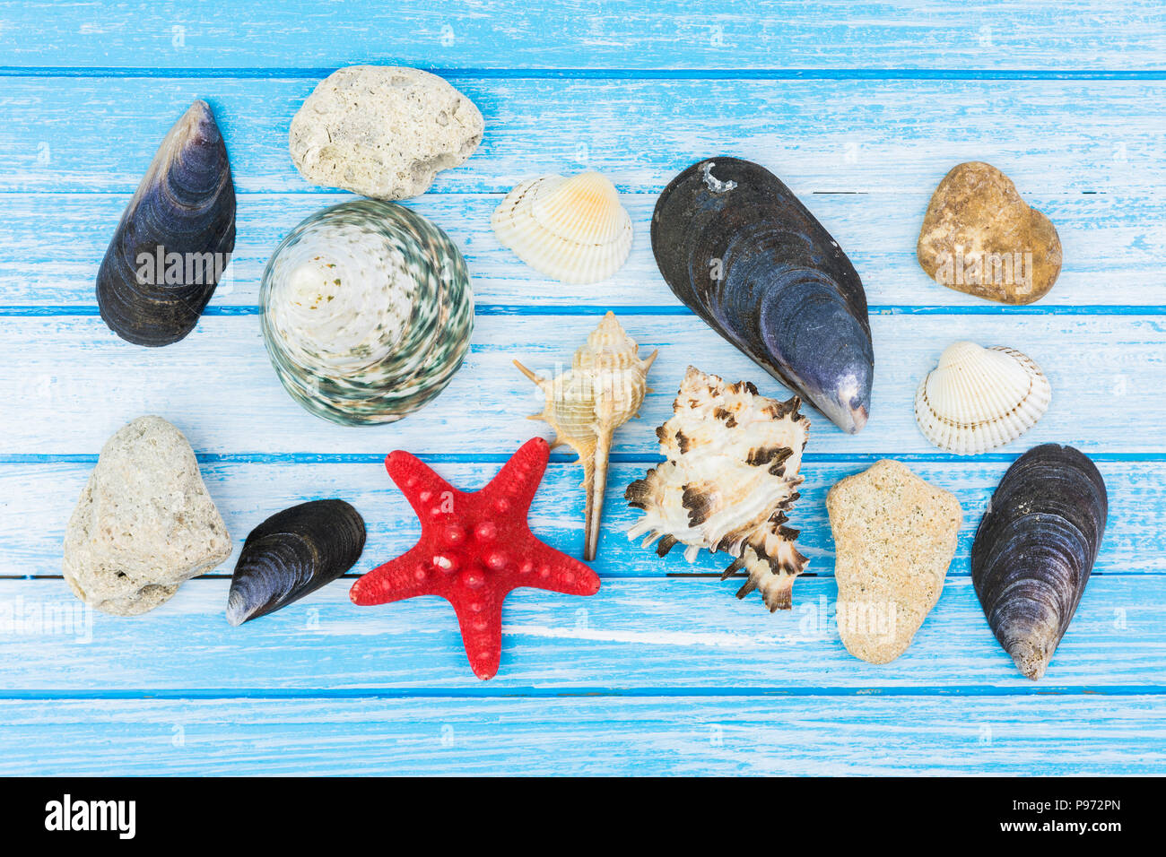 Caribbean Shells High Resolution Stock Photography and Images - Alamy