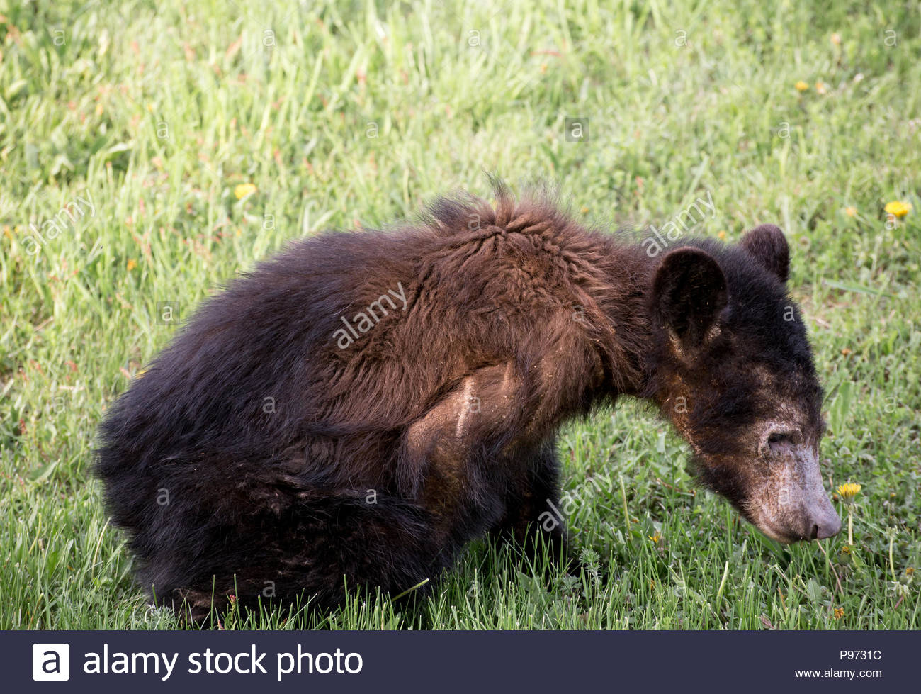 Mange Mites Stock Photos & Mange Mites Stock Images - Alamy