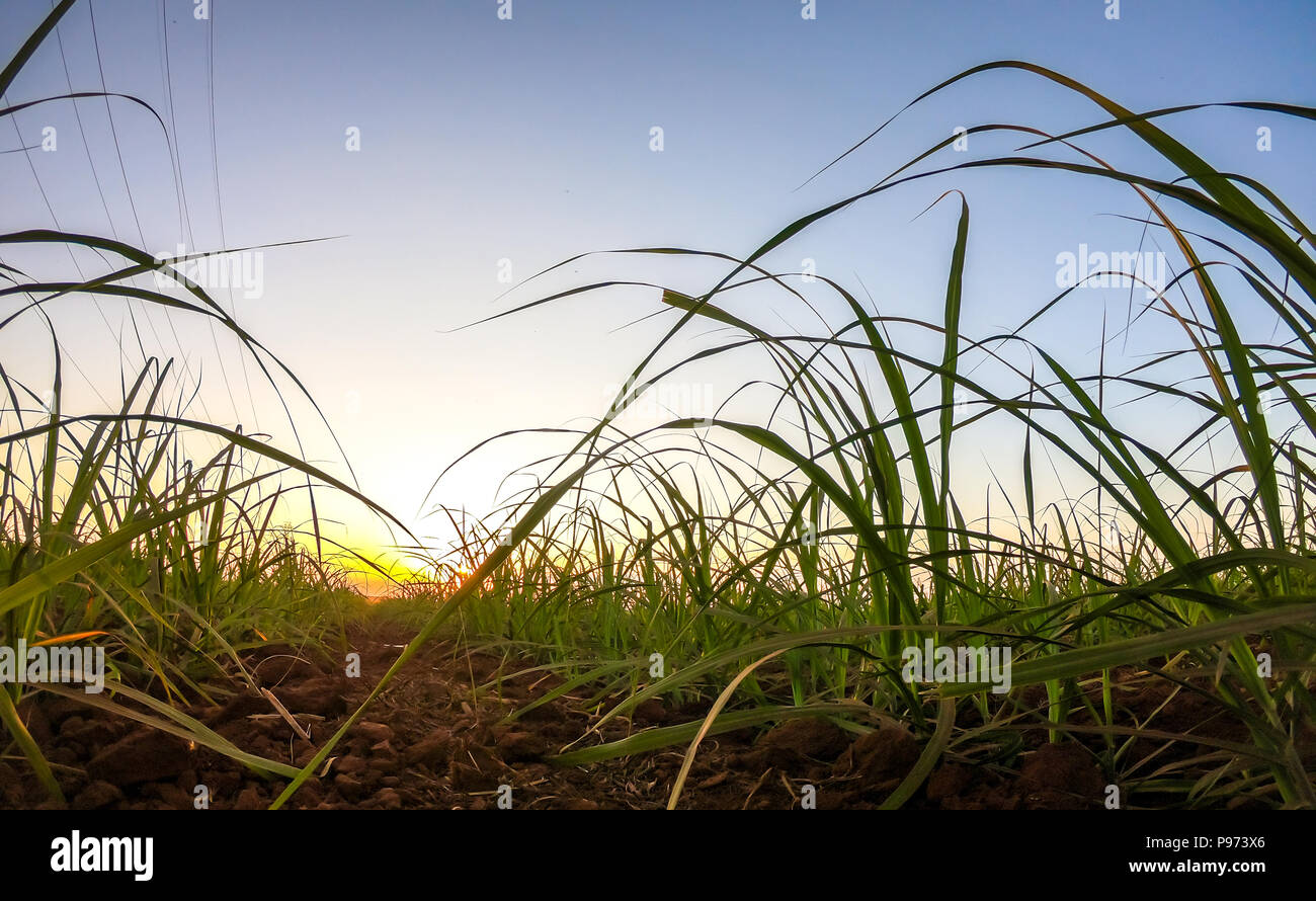 Sugar cane plantation sunset Stock Photo - Alamy