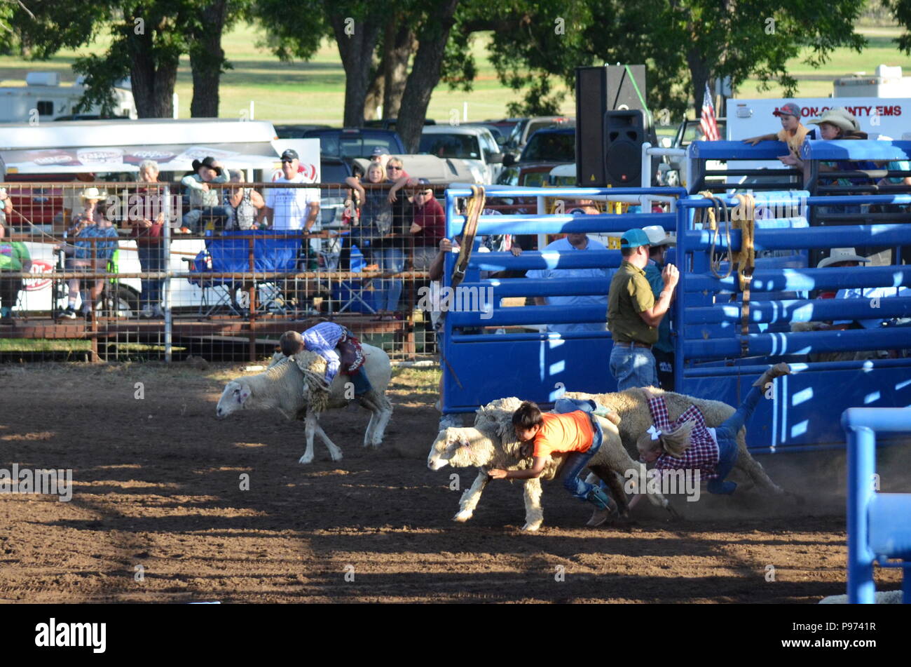 Mutton Busting, where children ride sheep in a rodeo arena. The last ...