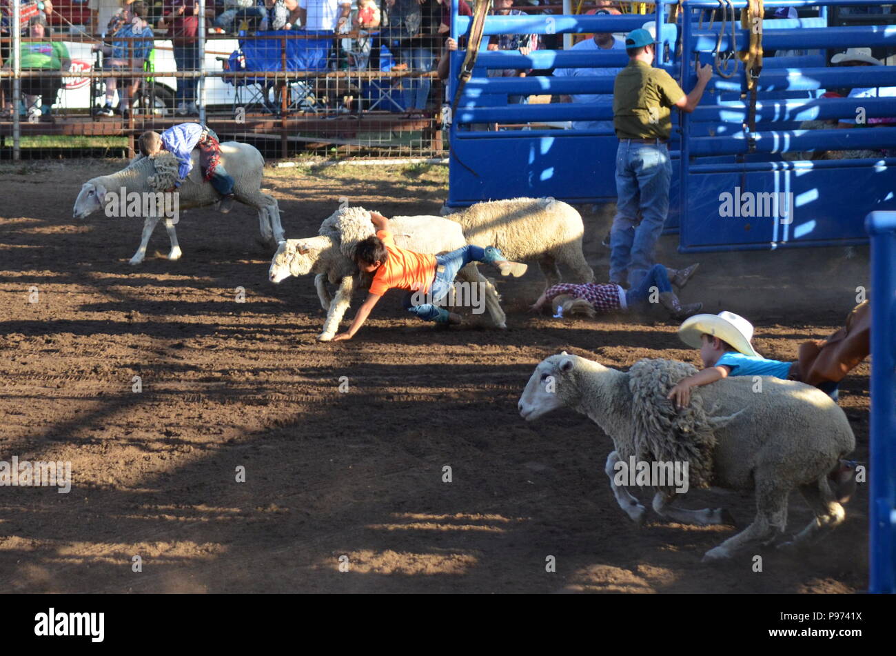 Mutton busting hi-res stock photography and images - Alamy