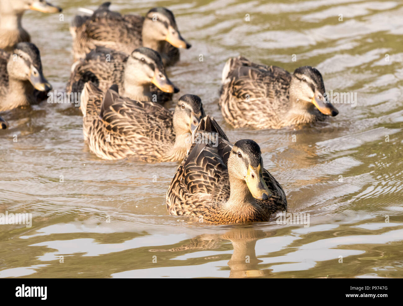 Duck swimming feet hi-res stock photography and images - Alamy