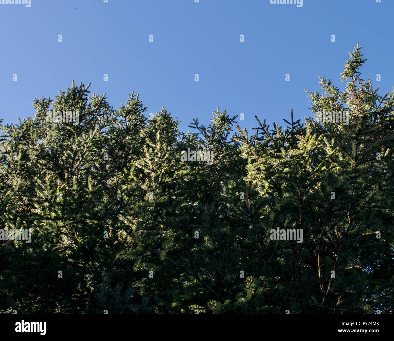 Blue spruce texture hi-res stock photography and images - Alamy