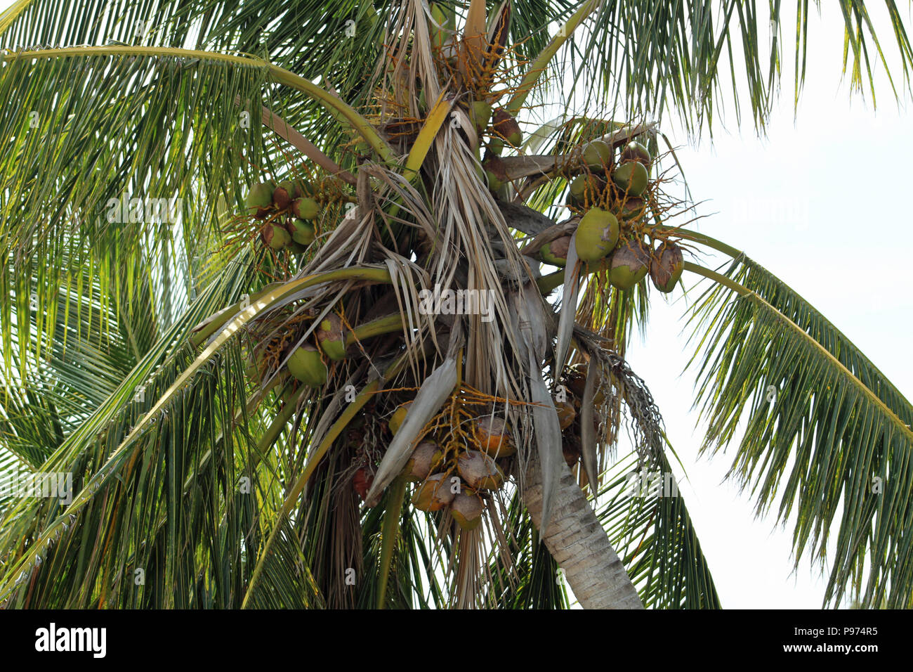 Types Of Coconuts In Puerto Rico at Chad Thornton blog