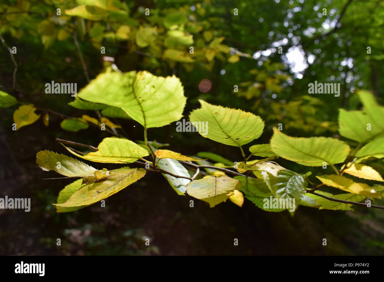 Leaves reaching out from a branch to grab the days sunlight in a shaded ...