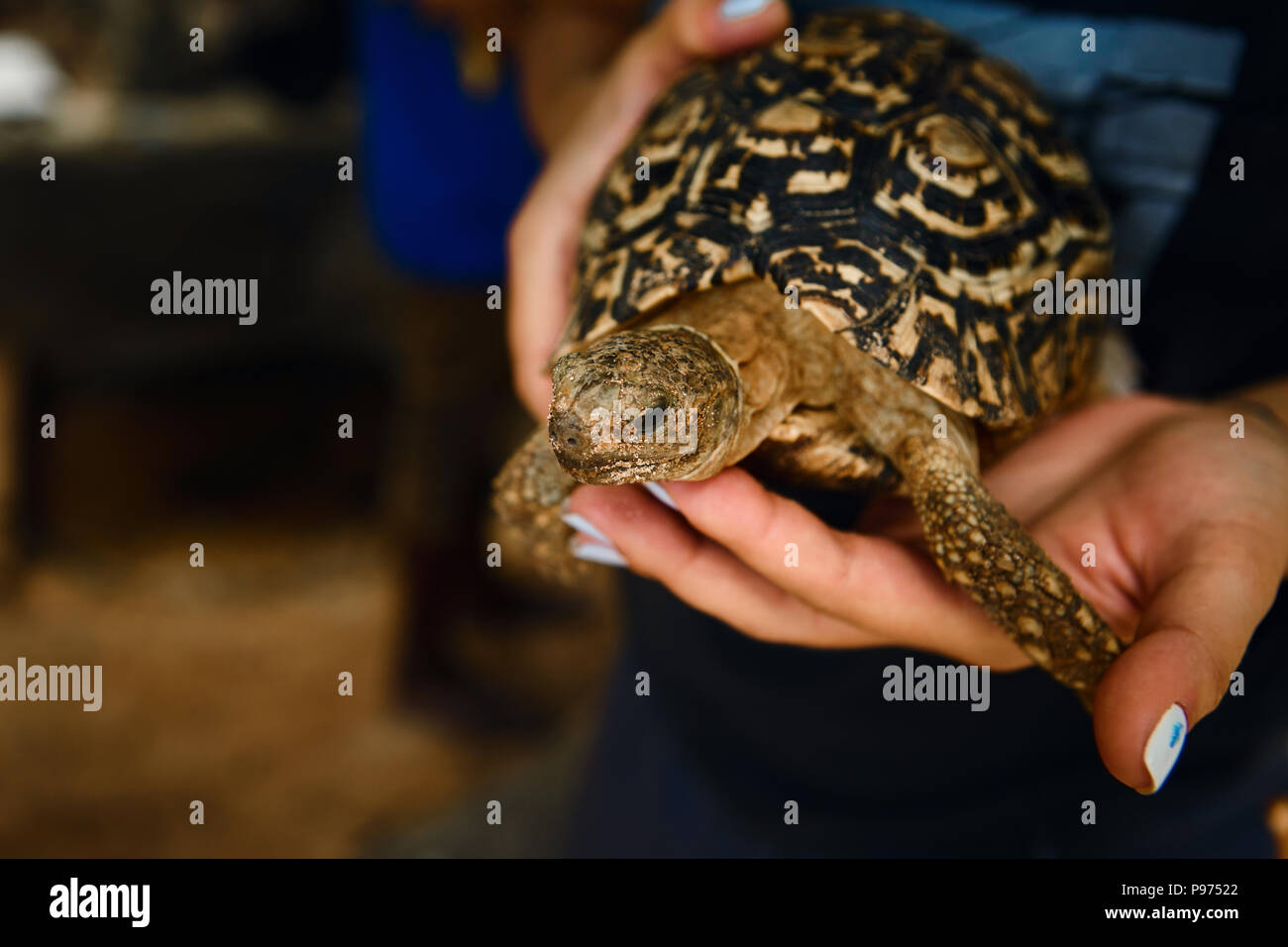 Small tortoise hi-res stock photography and images - Alamy