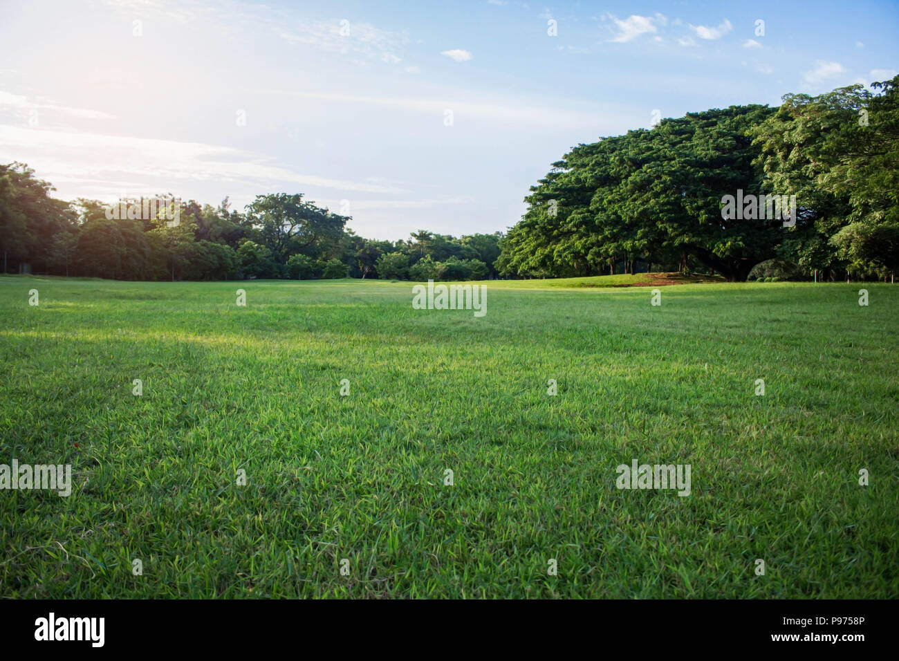 Lawn with green nature at sky in the park Stock Photo - Alamy