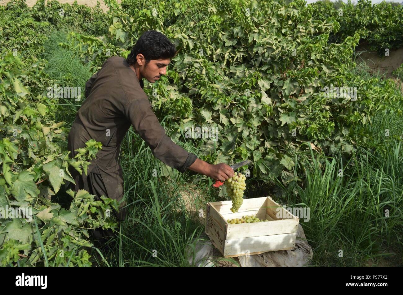 Kandahar, Afghanistan. 14th July, 2018. An Afghan farmer works at a ...