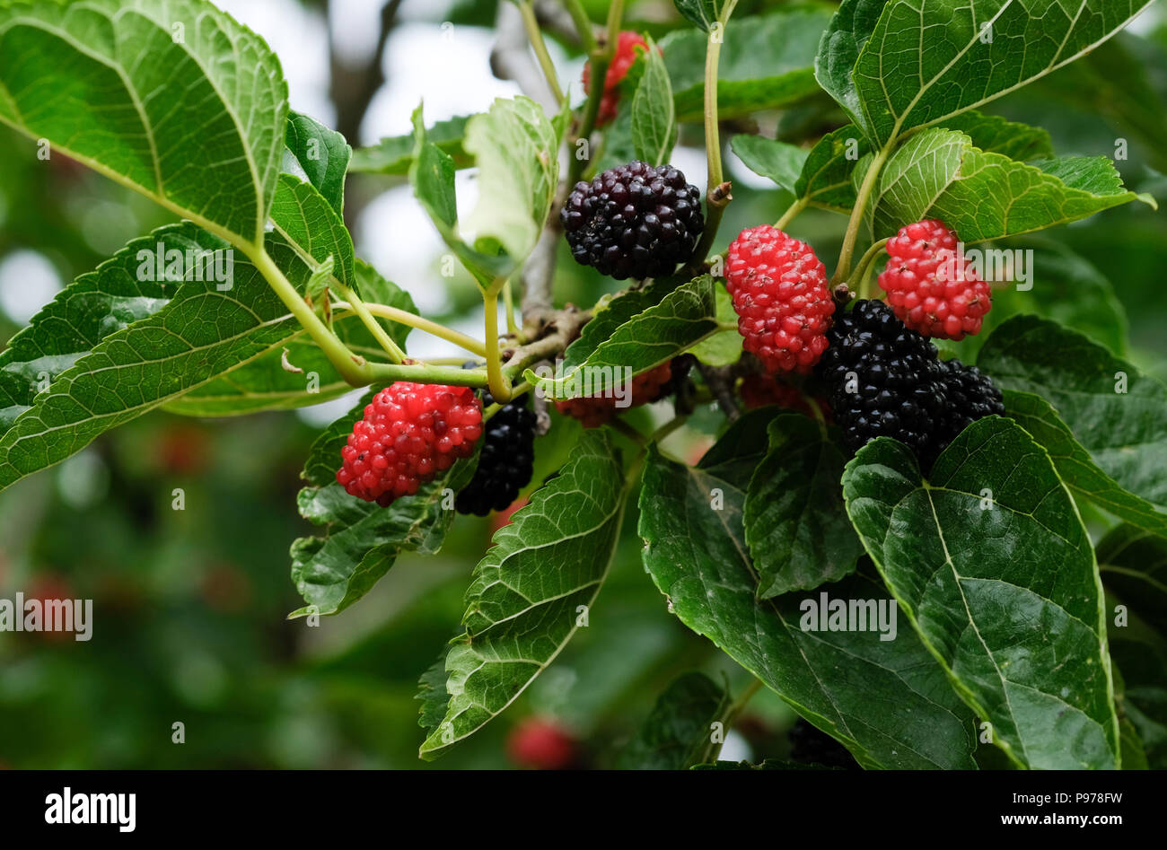 Mulberry Tree Silk Stock Photos & Mulberry Tree Silk Stock Images - Alamy