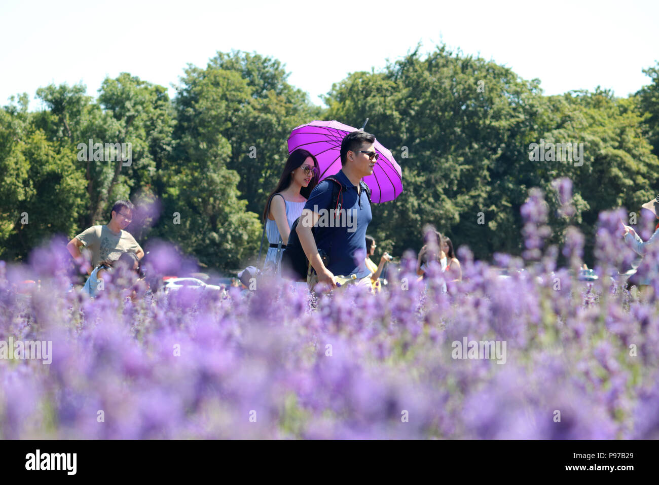 Lavender field surrey hi-res stock photography and images - Alamy