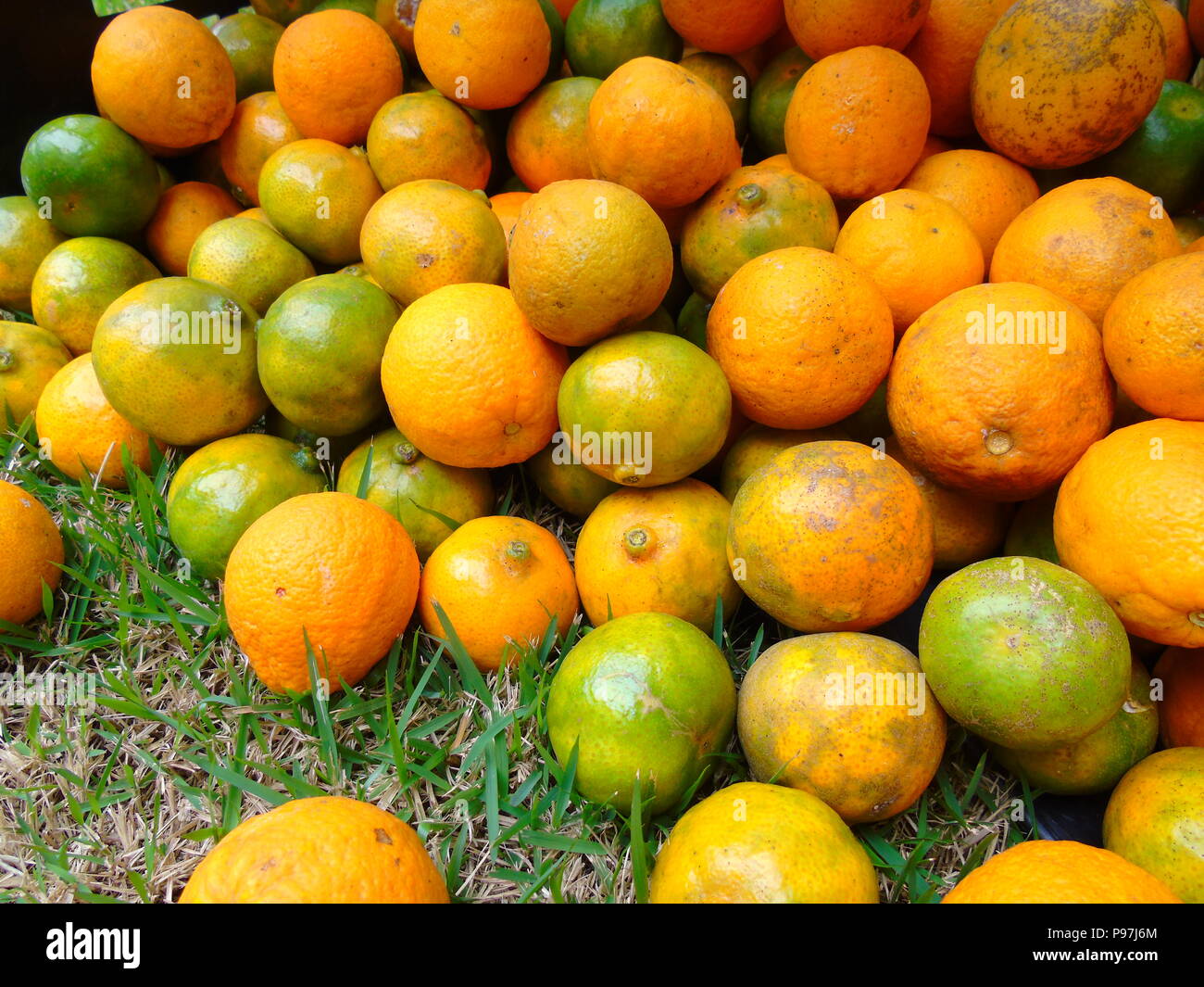 Grama de jardim hi-res stock photography and images - Alamy