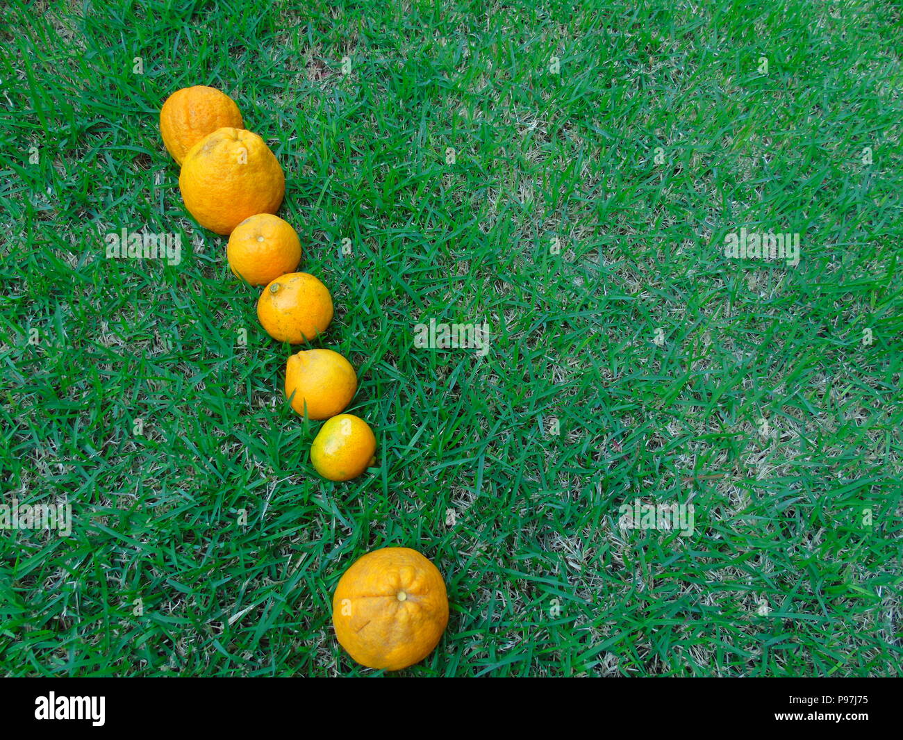 Organic oranges on a grass summer day in Brazil. This oranges was ...
