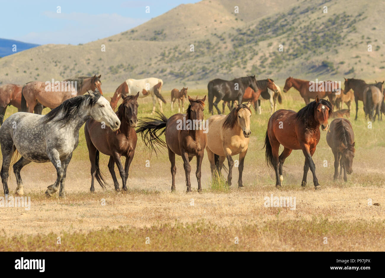 Wild horses in the Utah Desert Stock Photo - Alamy