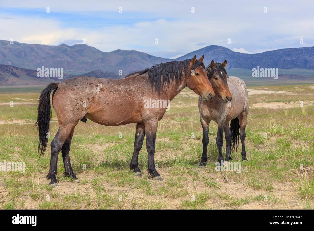 Wild horses in the Utah Desert Stock Photo - Alamy