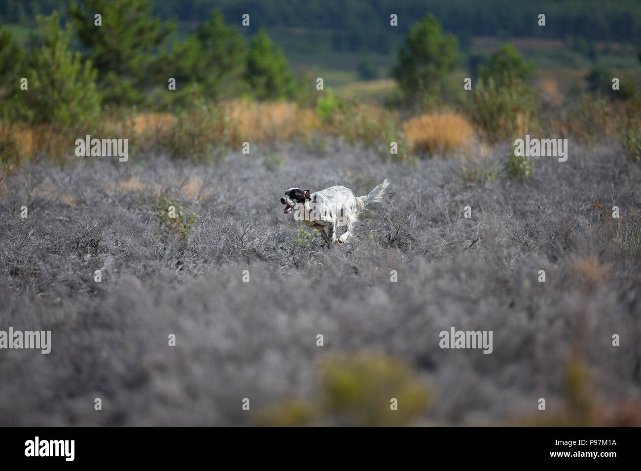 Setter running hi-res stock photography and images - Alamy