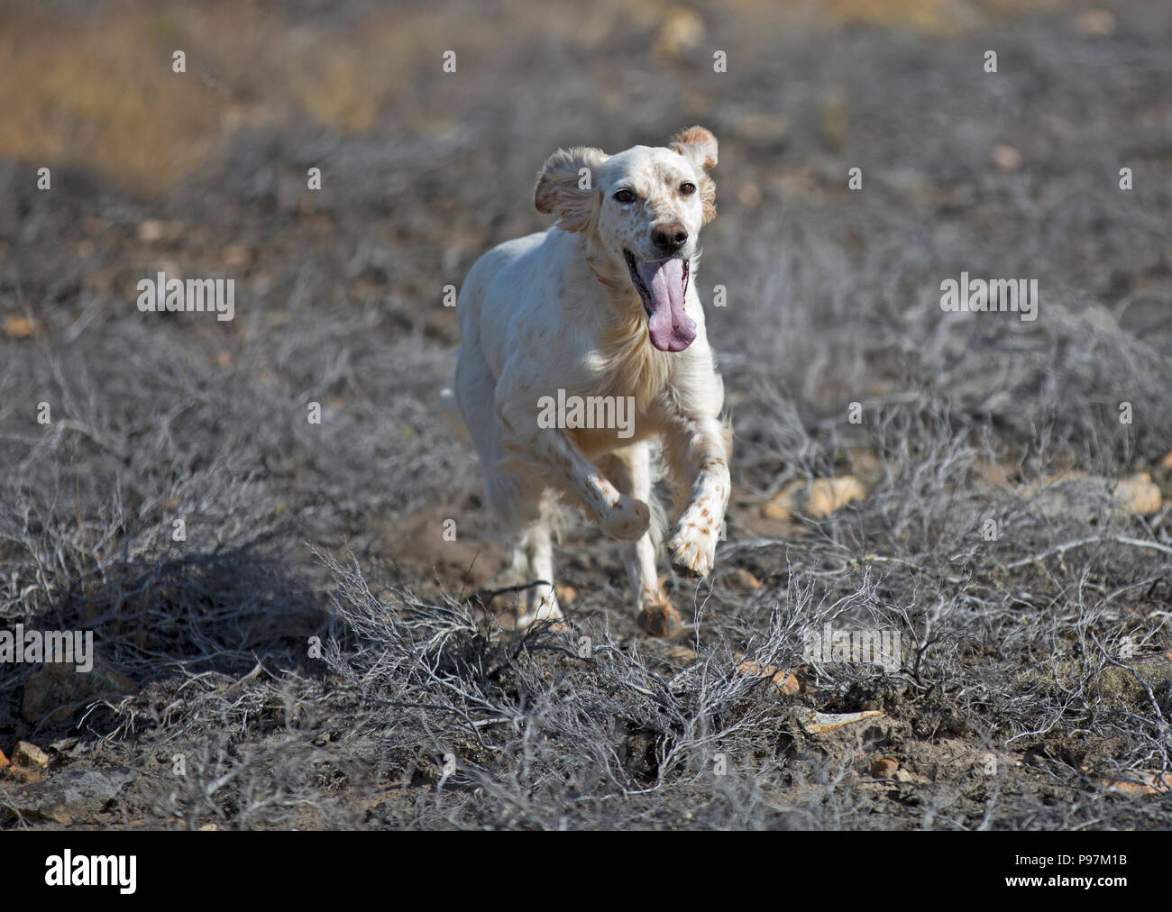 setter running over burnt ground Stock Photo - Alamy