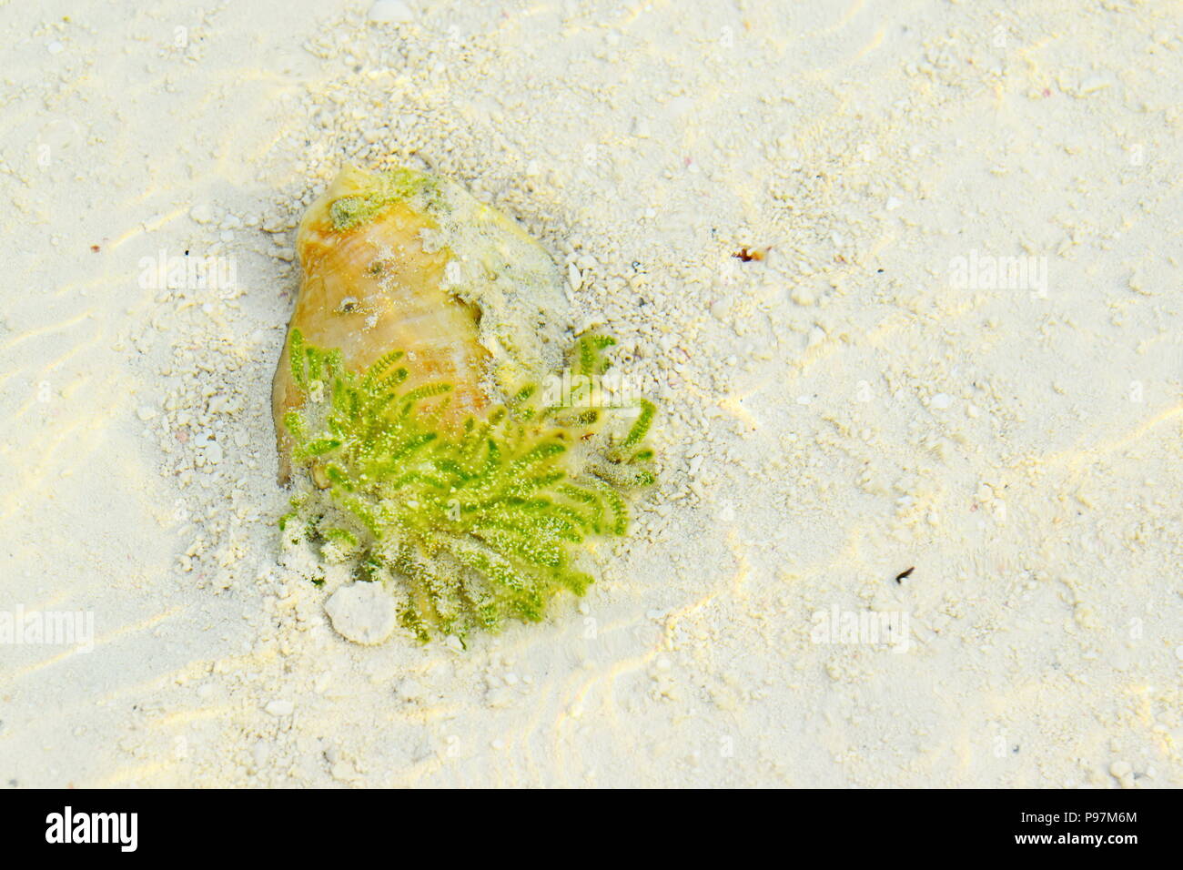 Live conch eyes hi-res stock photography and images - Alamy