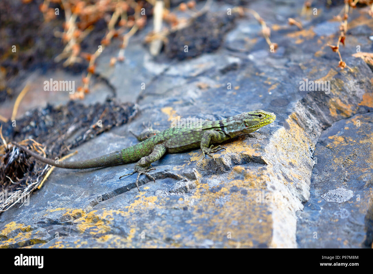 Green lizard on rock Stock Photo - Alamy