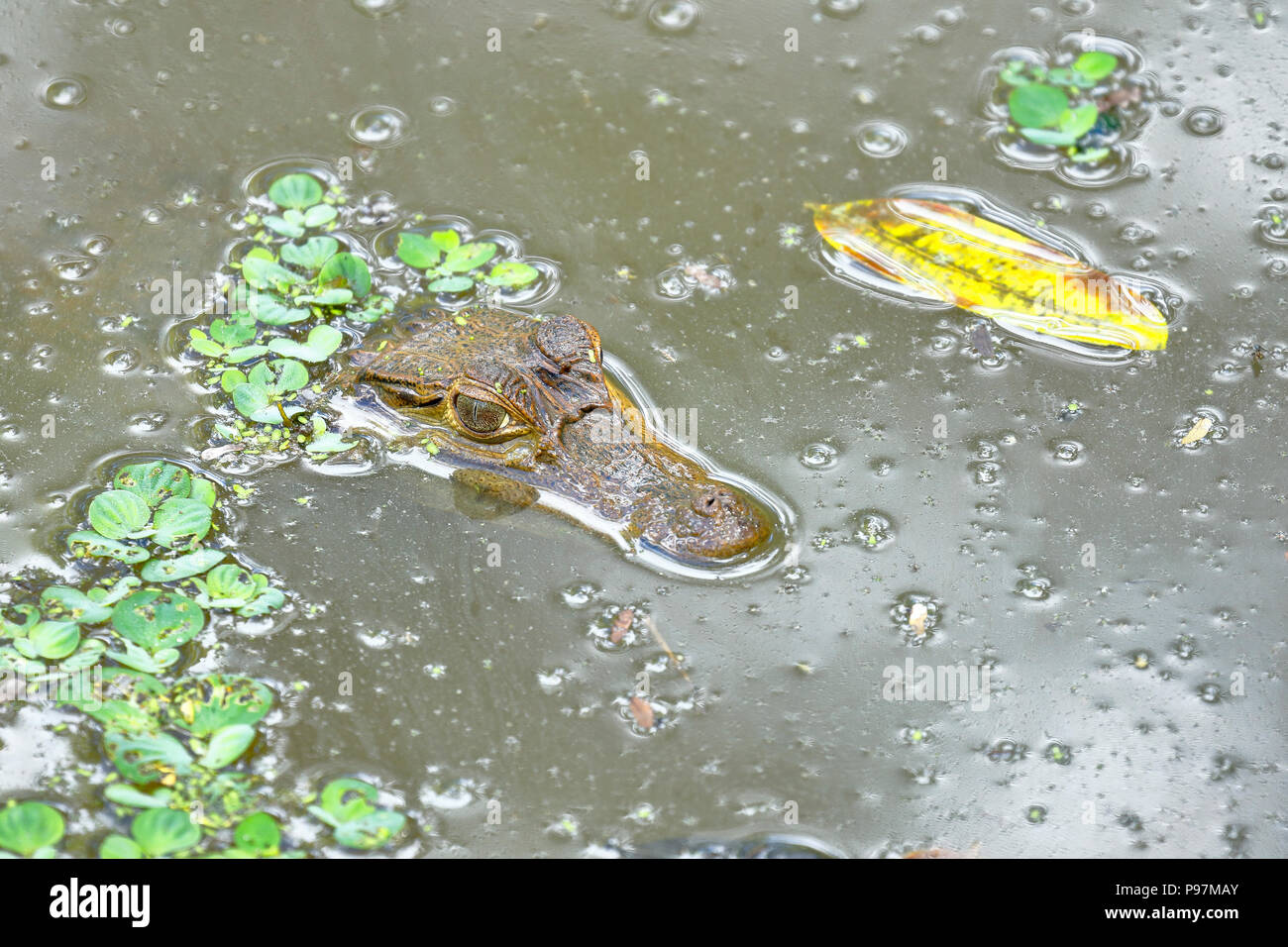 Common Caiman (Caiman crocodilus Stock Photo - Alamy