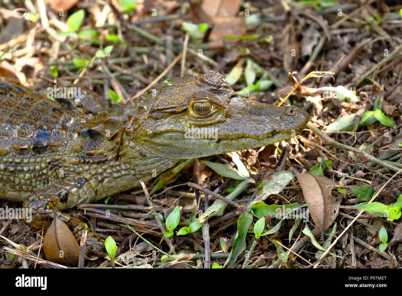 Common Caiman (Caiman crocodilus), copy taken in freedom Stock Photo ...