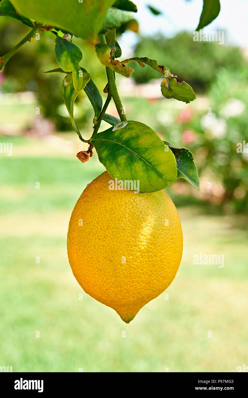Yellow lemon hanging on branch from citrus tree, low deep of field ...