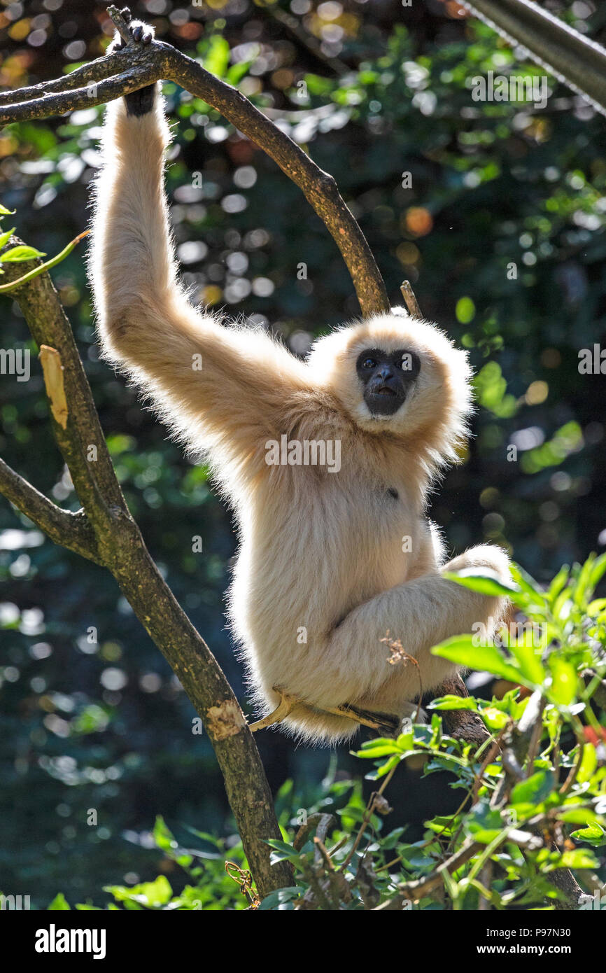 Trees in zoo hi-res stock photography and images - Alamy