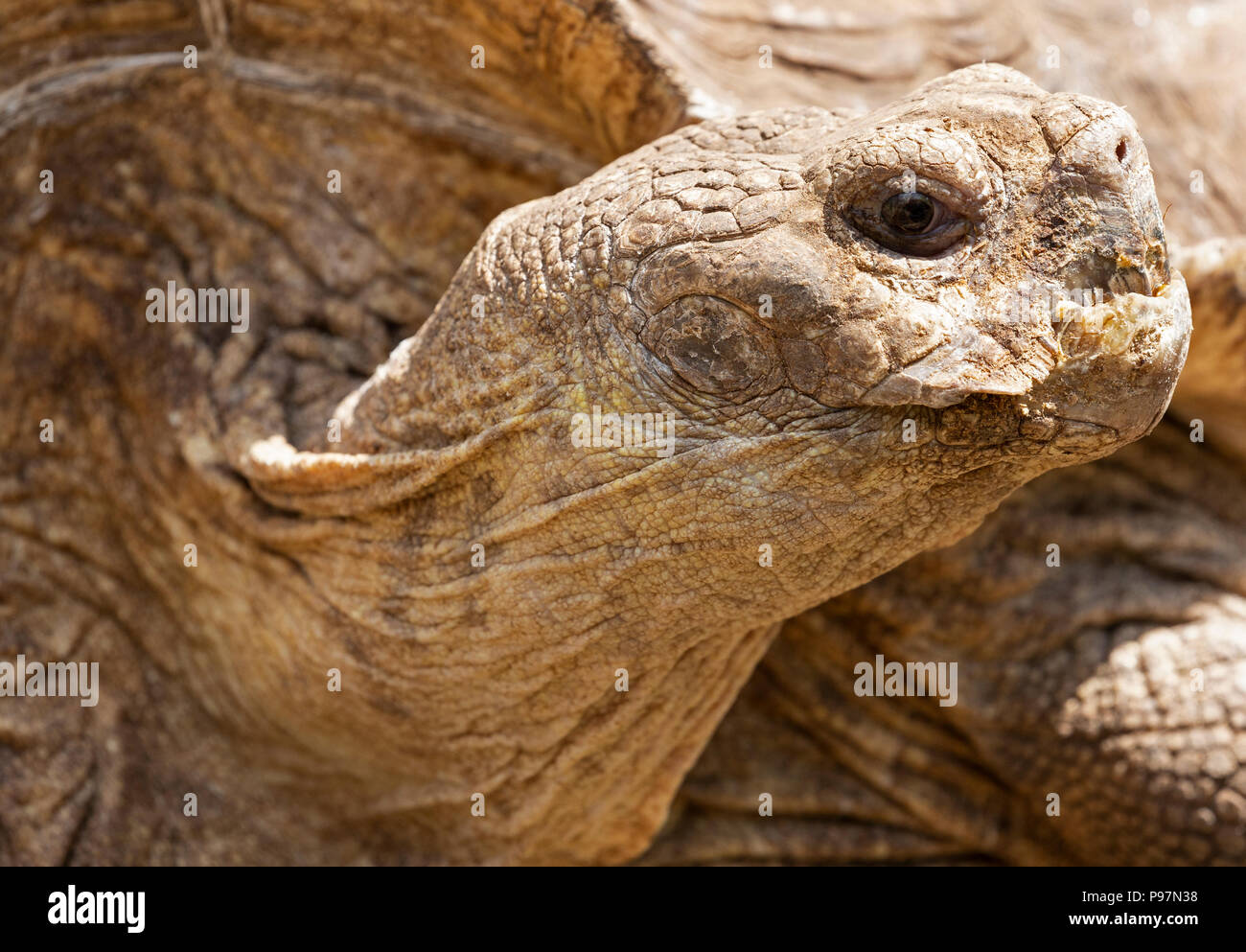 African Spurred Tortoise, Geochelone sulcate. Zoo animal Stock Photo ...