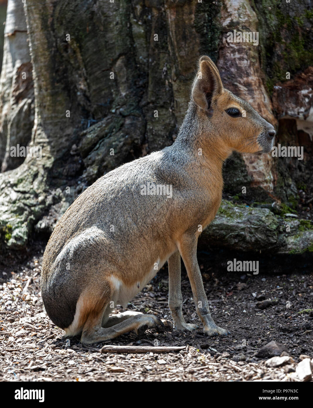 Patagonian Mara, Dolichotis patagonum. Zoo animal Stock Photo - Alamy
